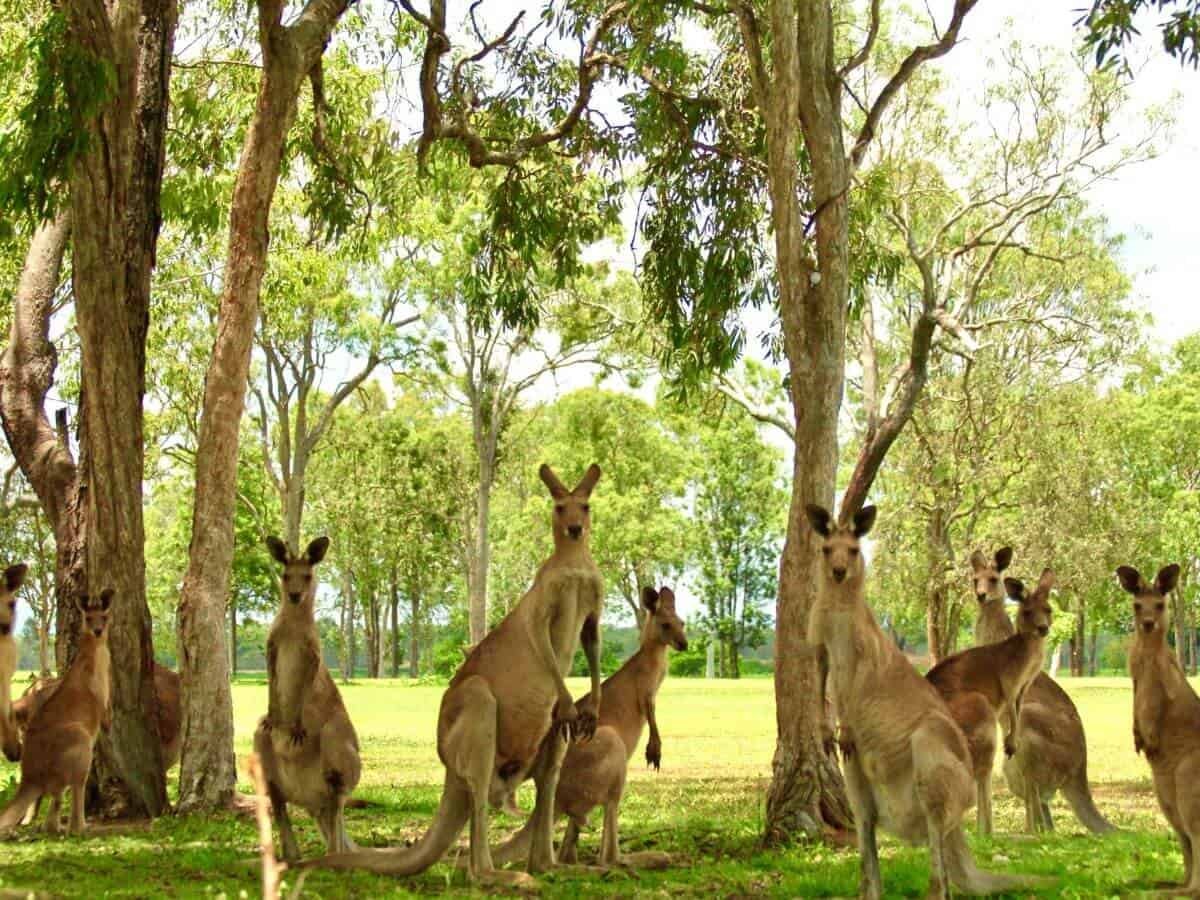 Vanlife Australia | Everything You Need To Know 2025 - An Aimless Walk